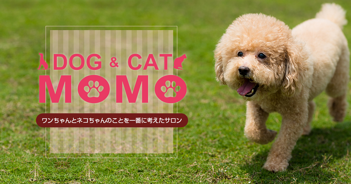 DOG&CAT MOMO｜大阪府箕面市にあるペットサロン