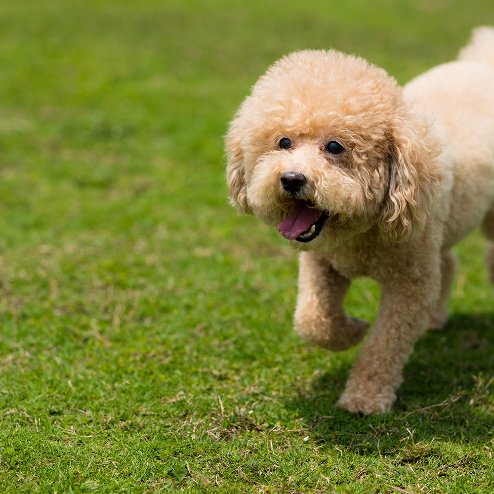 DOG&CAT MOMO｜大阪府箕面市にあるペットサロン